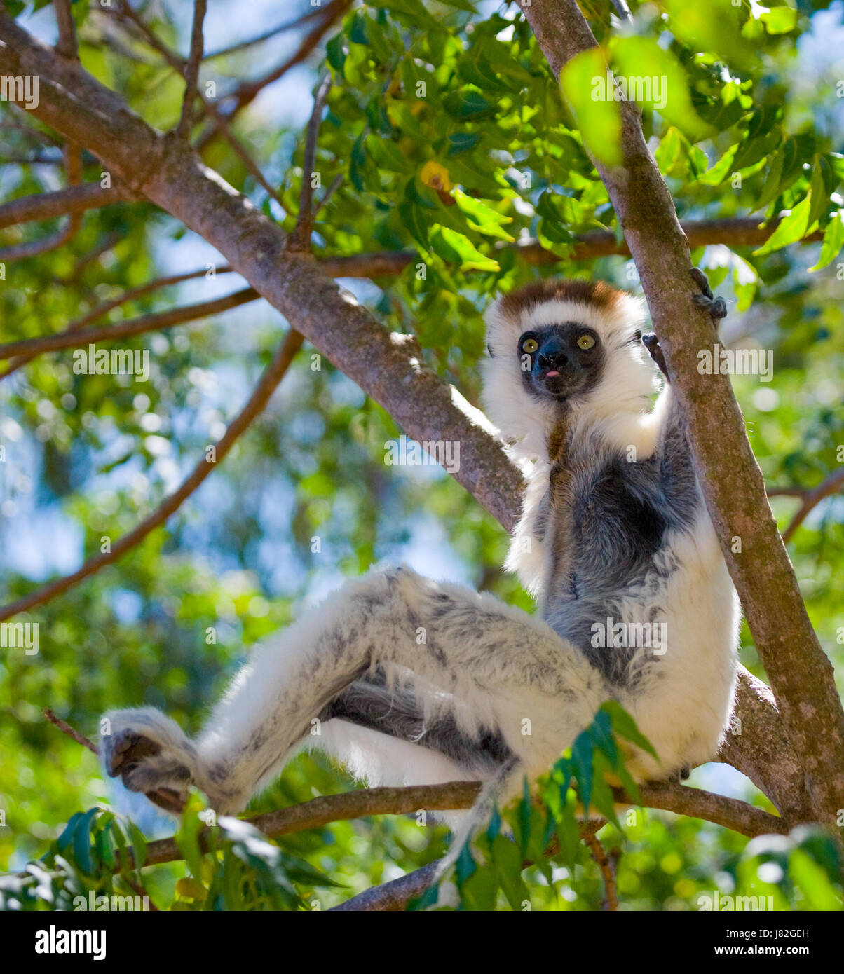Dancing Sifaka sitting on a tree. Madagascar Stock Photo - Alamy