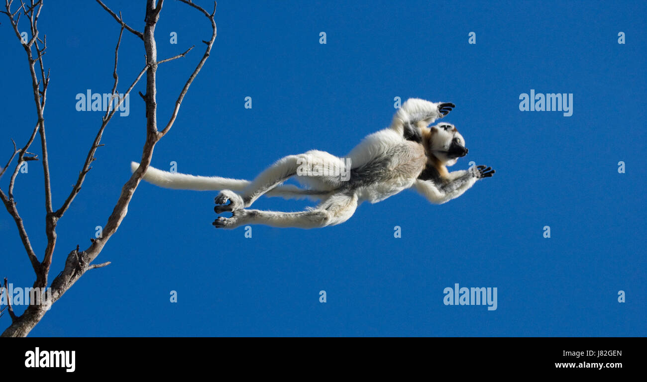 Dancing Sifaka Verreaux's sifaka (Propithecus verreauxi) is jumping ...