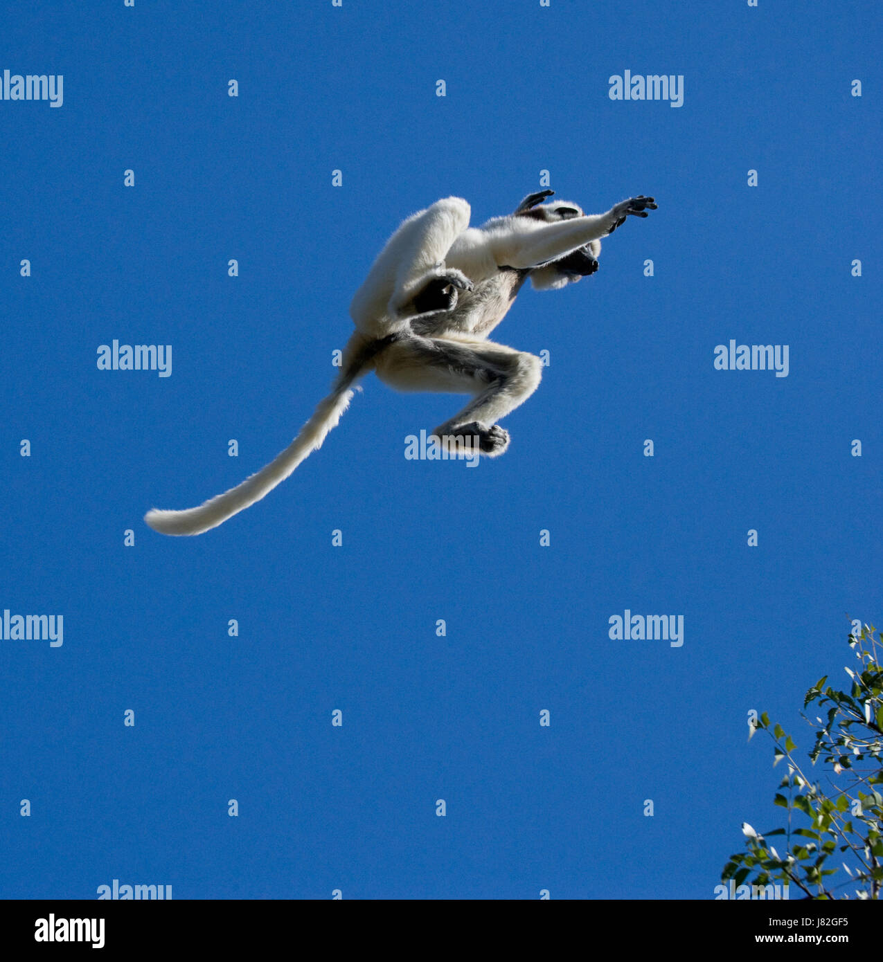 Dancing Sifaka Verreaux's sifaka (Propithecus verreauxi) is jumping ...