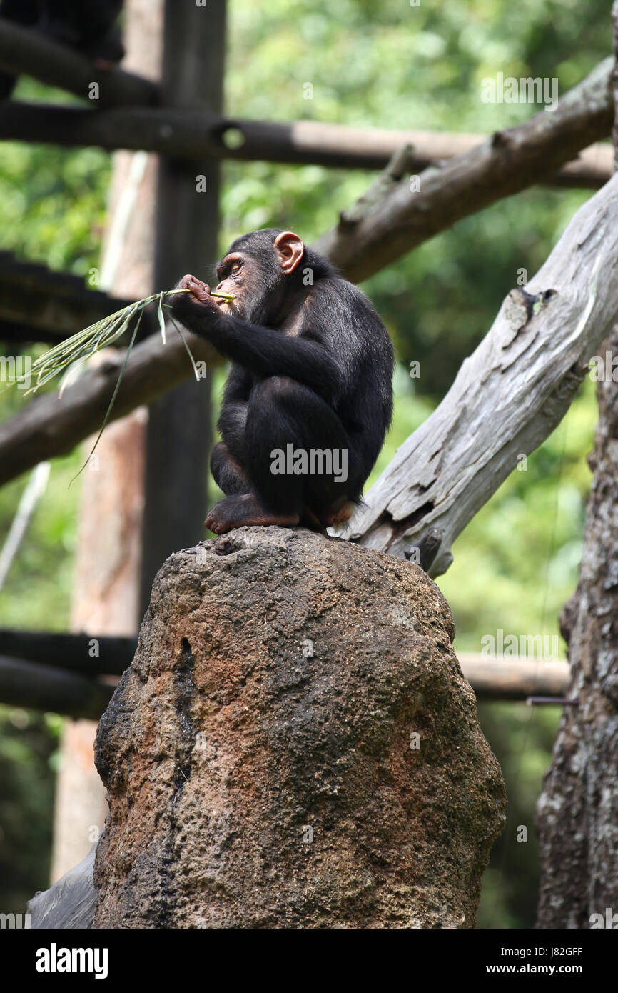 Monkeys are busy with their chores, Singapore, Southeast Asia Stock ...