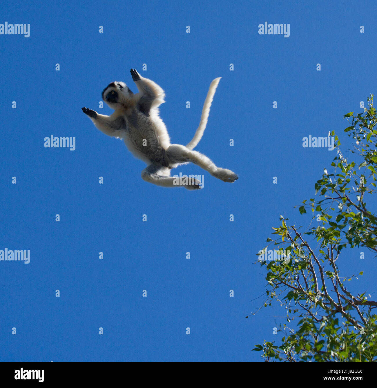 Dancing Sifaka Verreaux's sifaka (Propithecus verreauxi) is jumping ...