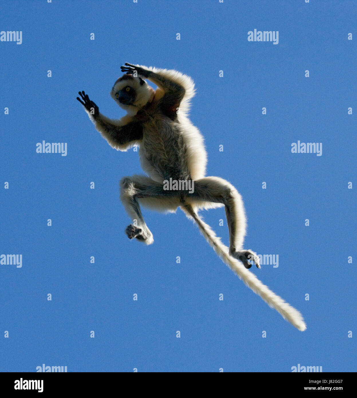 Dancing Sifaka Verreaux's sifaka (Propithecus verreauxi) is jumping ...