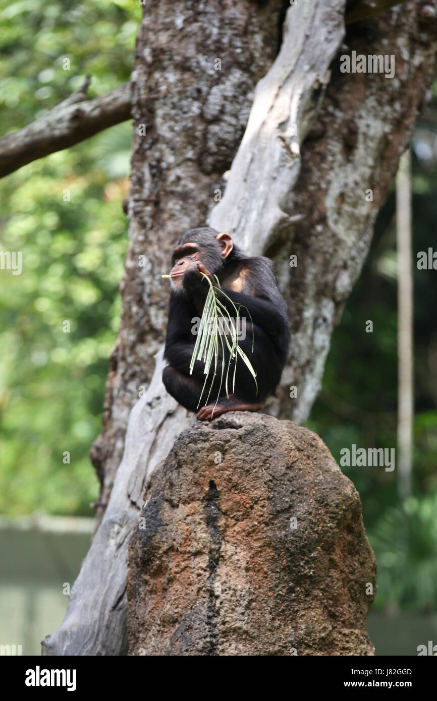 Monkeys are busy with their chores, Singapore, Southeast Asia Stock ...