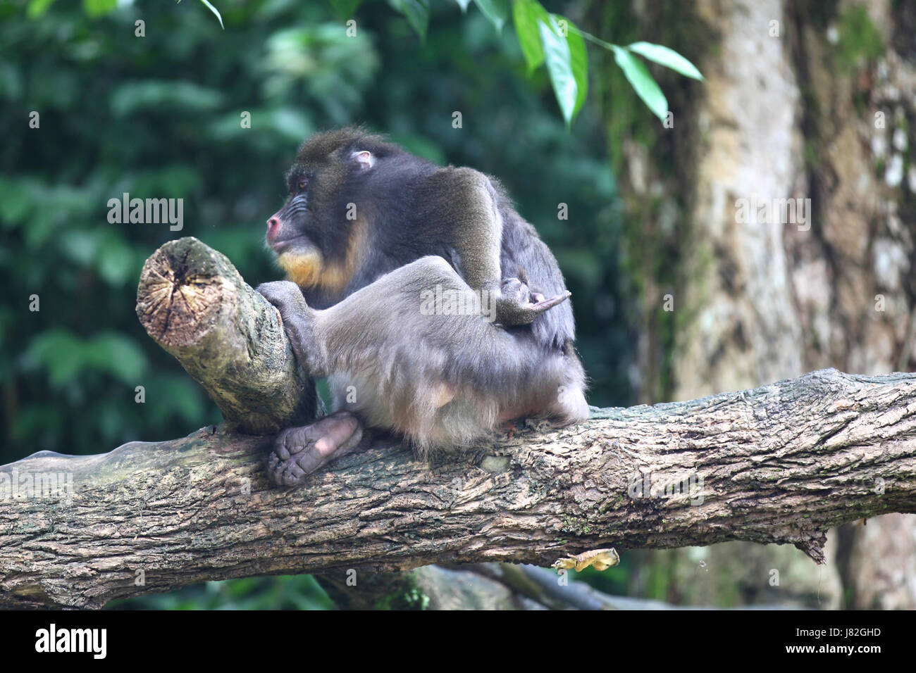 Monkeys are busy with their chores, Singapore, Southeast Asia Stock ...