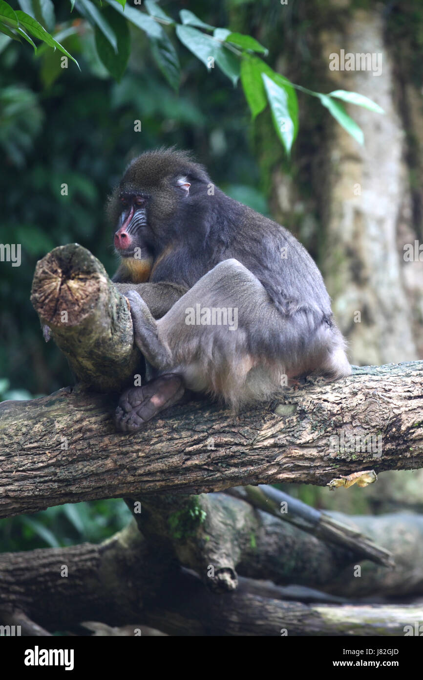 Monkeys are busy with their chores, Singapore, Southeast Asia Stock ...