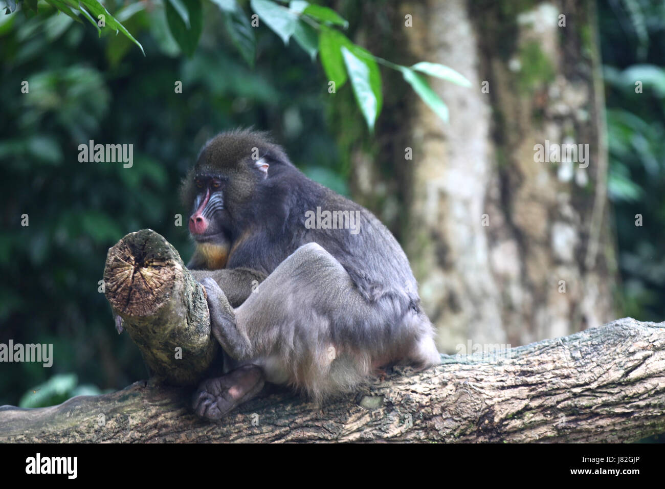 Monkeys are busy with their chores, Singapore, Southeast Asia Stock ...