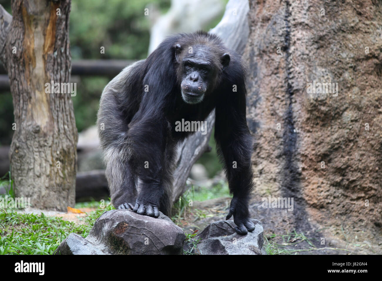 Monkeys are busy with their chores, Singapore, Southeast Asia Stock ...