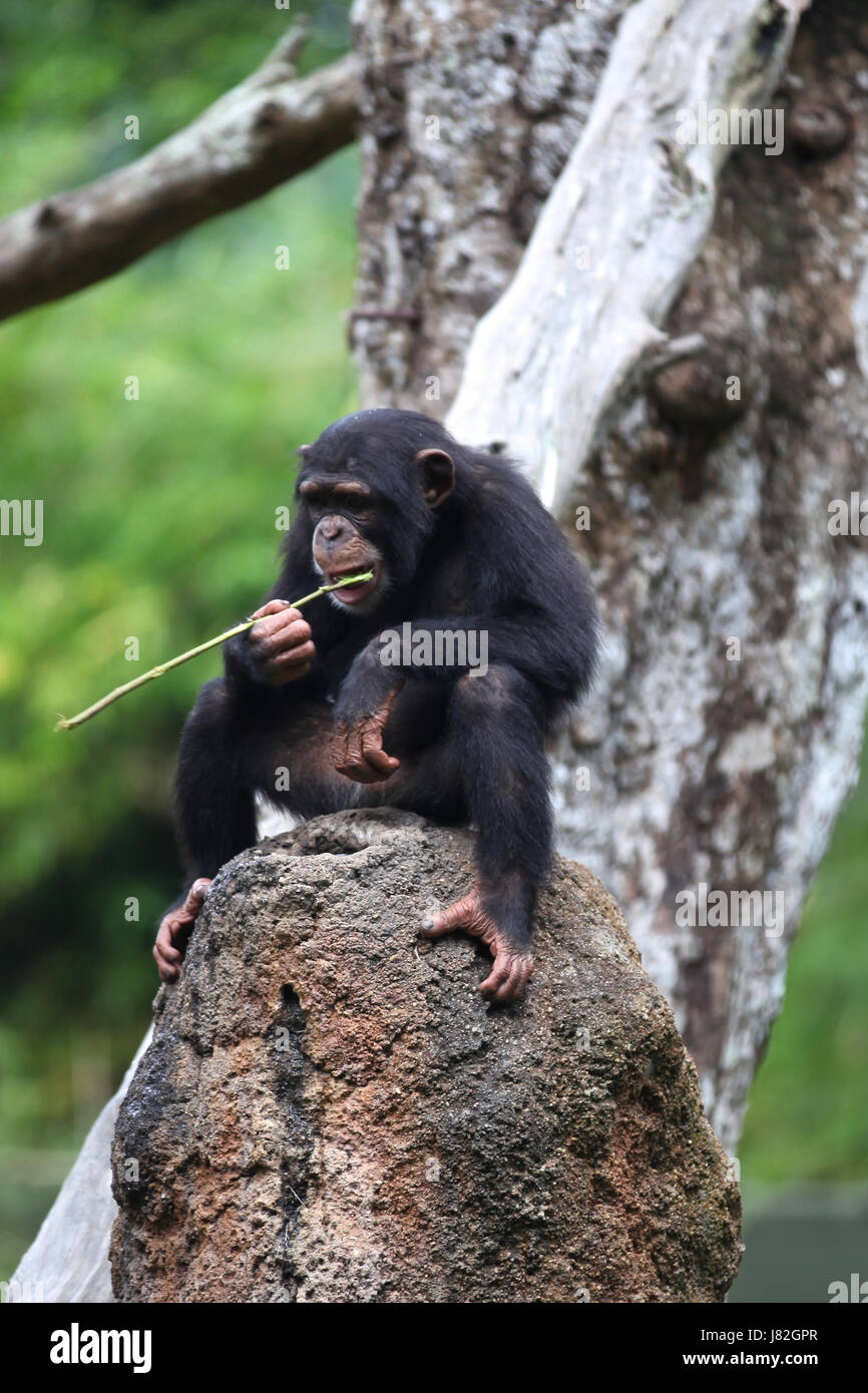 Monkeys are busy with their chores, Singapore, Southeast Asia Stock ...