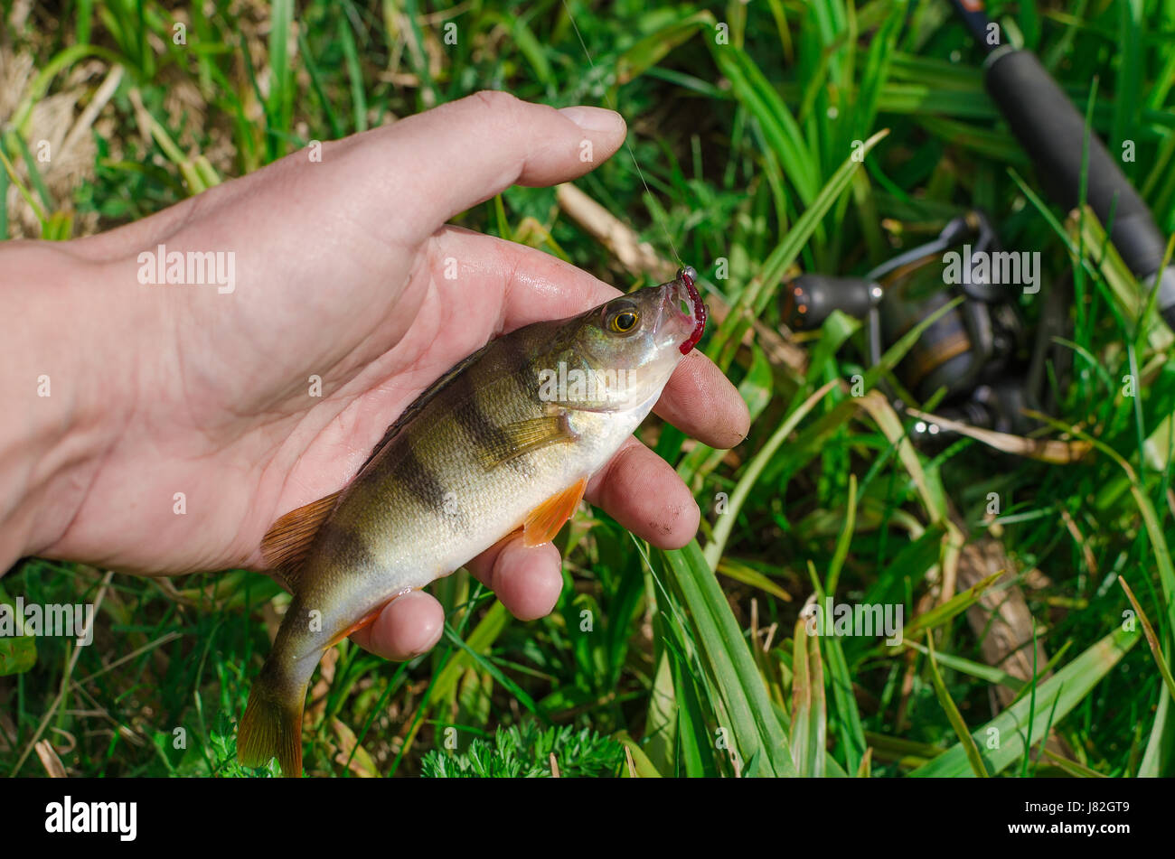 Fish in the hands of the fisherman Stock Photo - Alamy