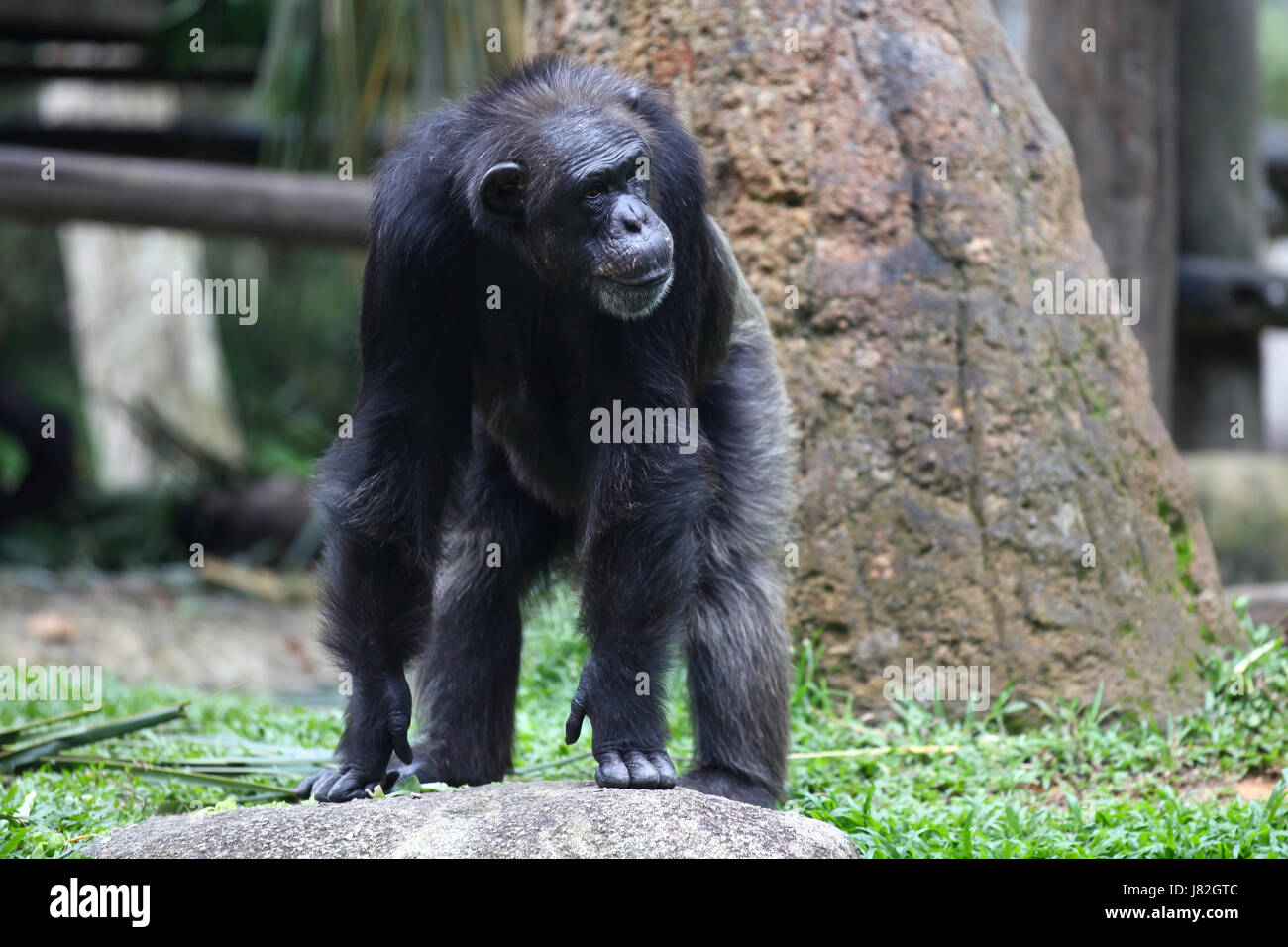 Monkeys are busy with their chores, Singapore, Southeast Asia Stock ...