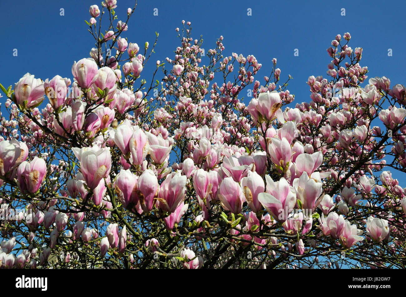 tree flower plant spring shrub magnolia season blooming blue closeup ...