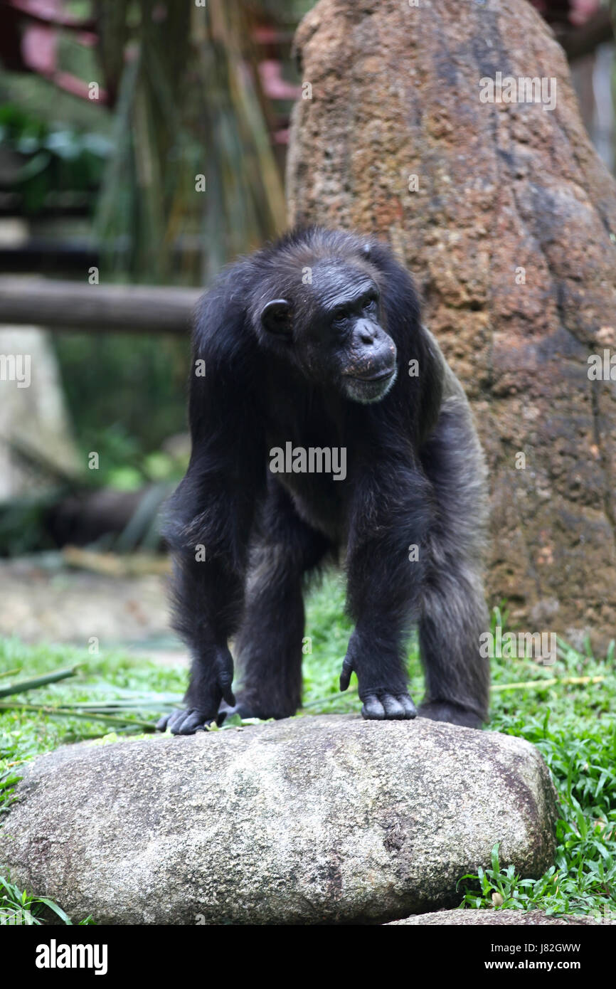 Monkeys are busy with their chores, Singapore, Southeast Asia Stock ...