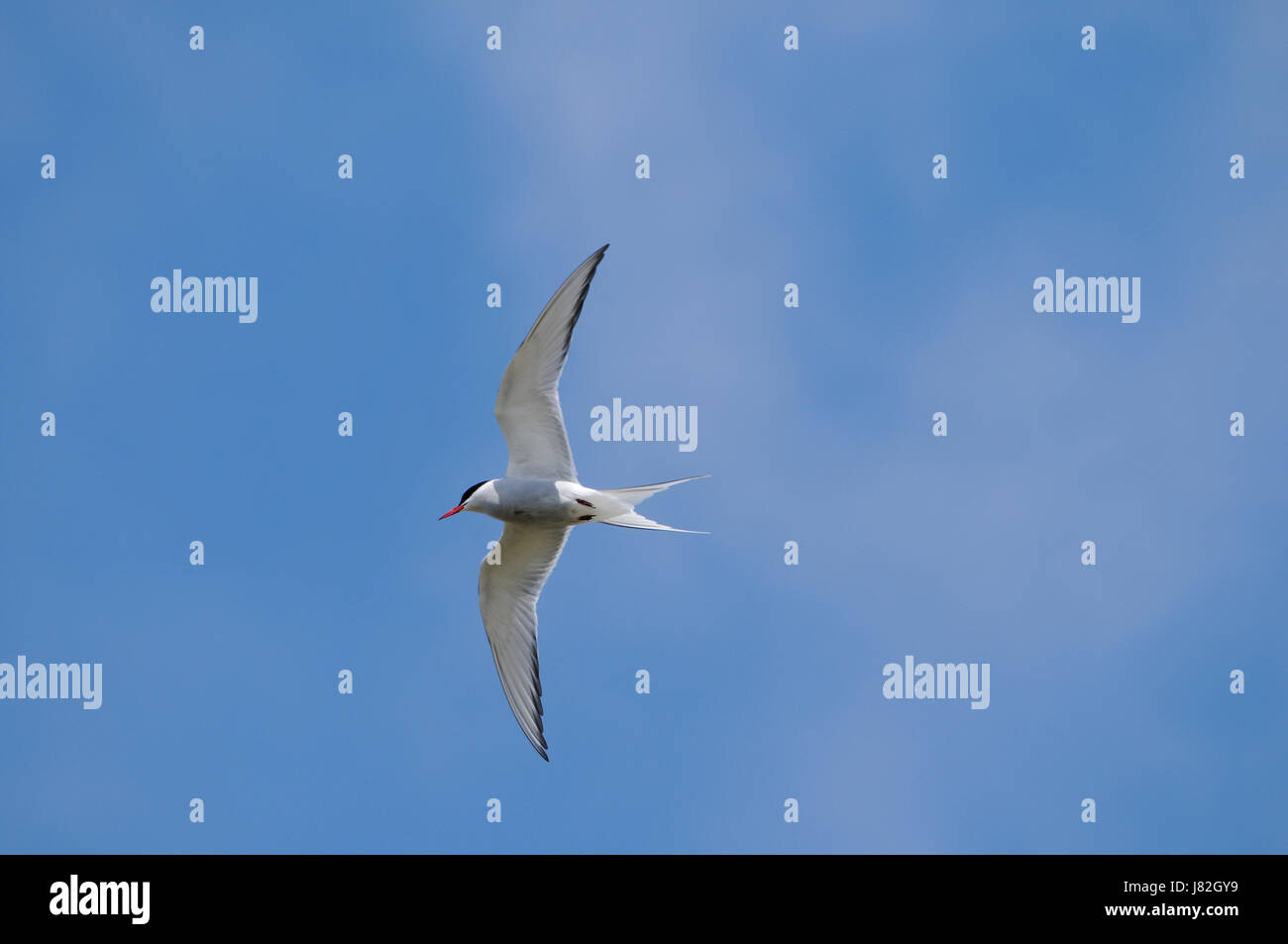 flight bird water north sea salt water sea ocean birds sea swallow ...