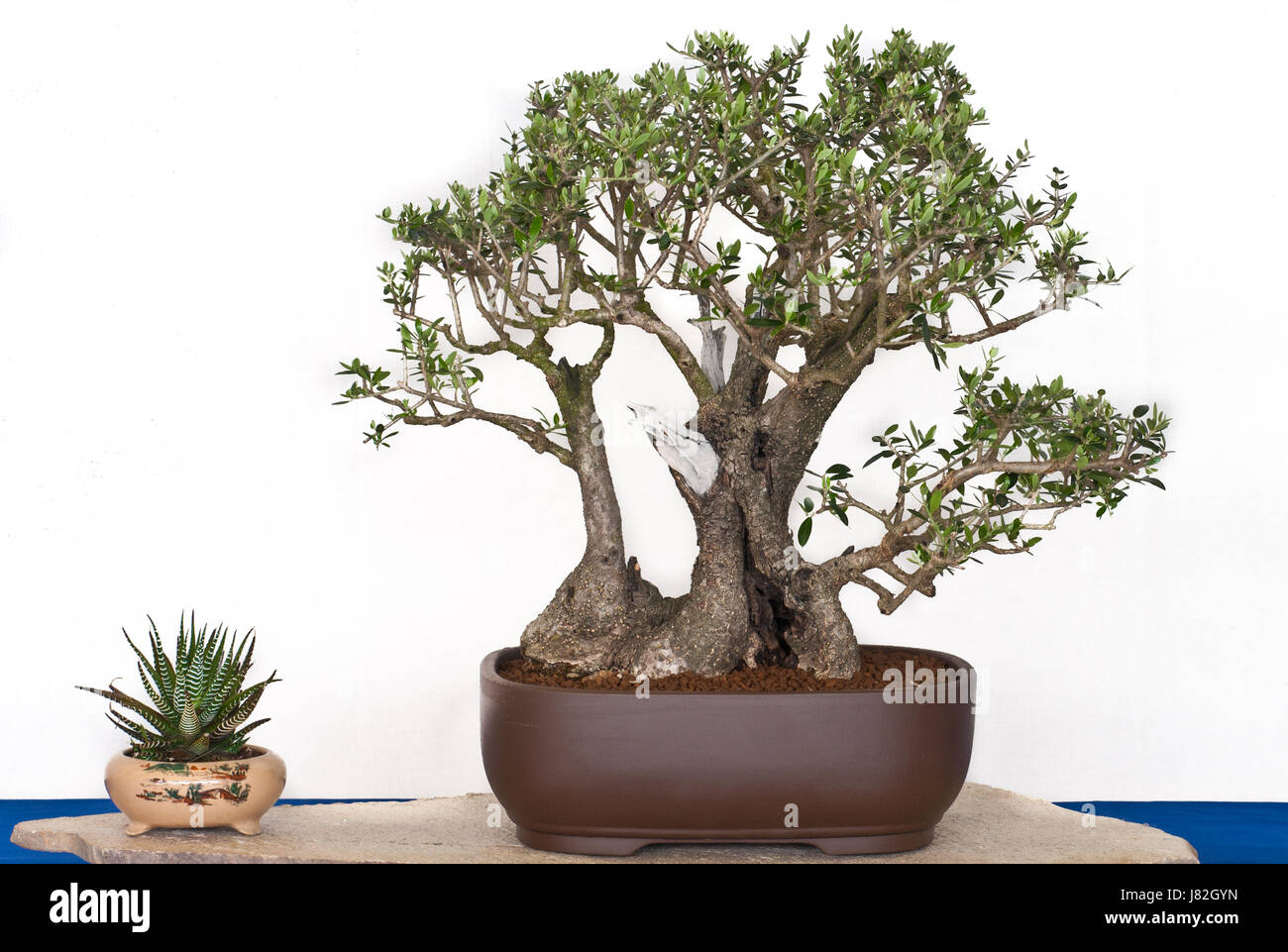 art small tiny little short olive-tree optional tree asia asiatic japan ...