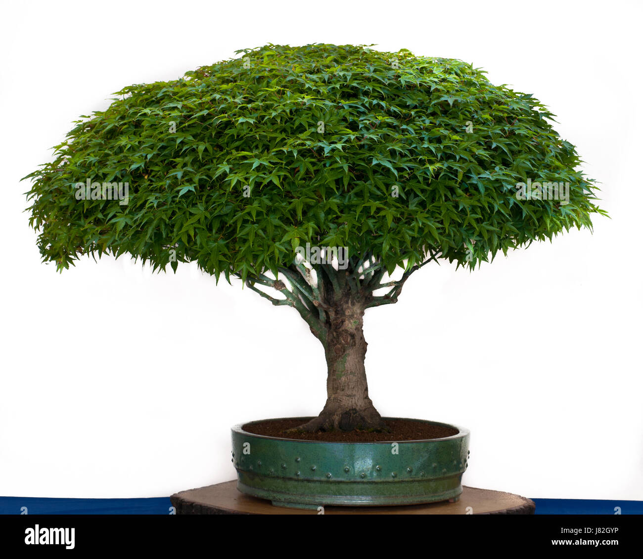 small tiny little short maple bowl optional tree garden trunk leaves ...