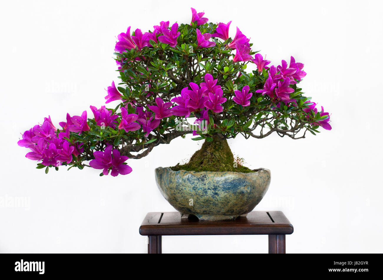 flowers bonsai satsuki azalea Stock Photo - Alamy