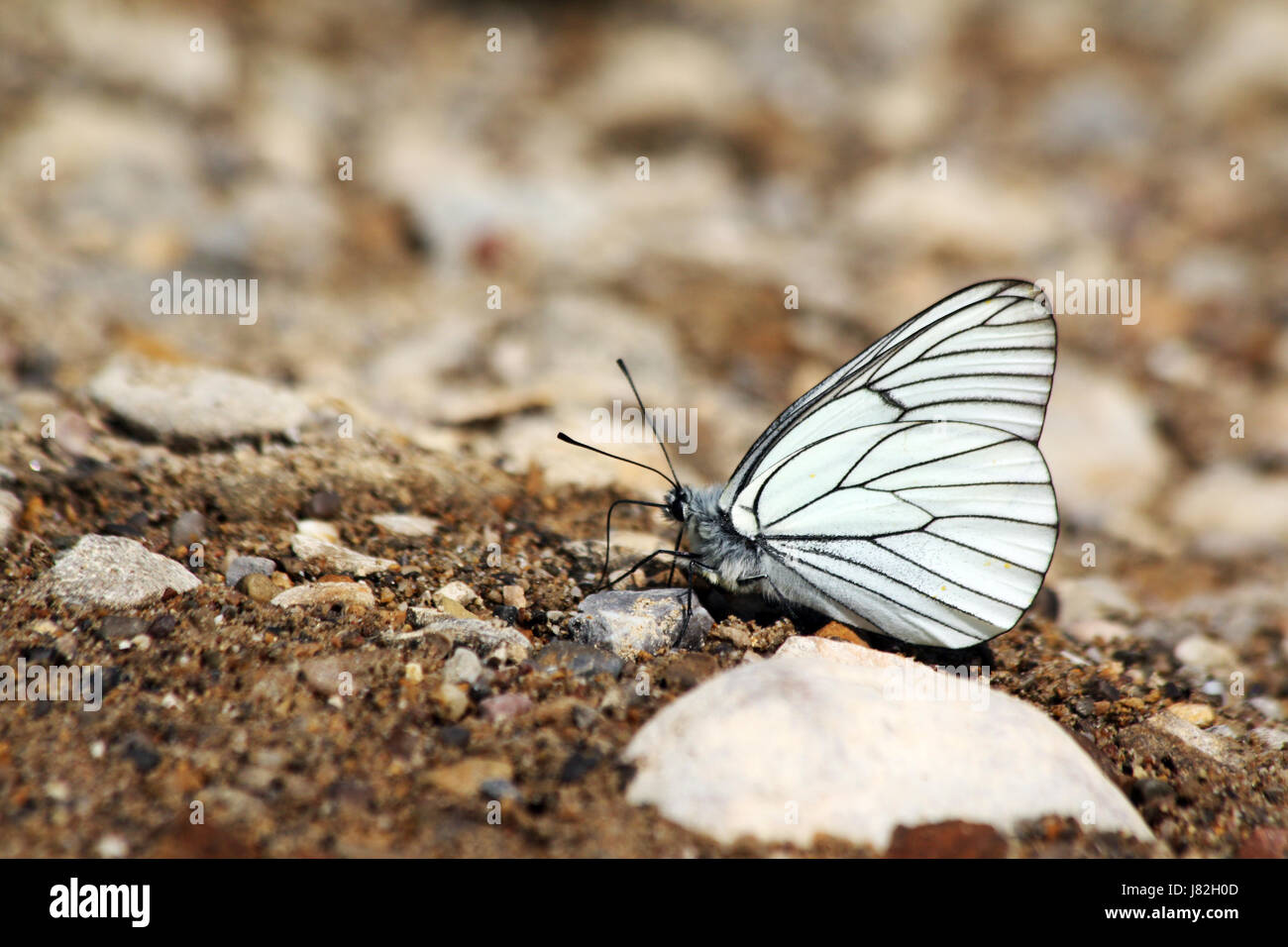 Wing veins hi-res stock photography and images - Alamy