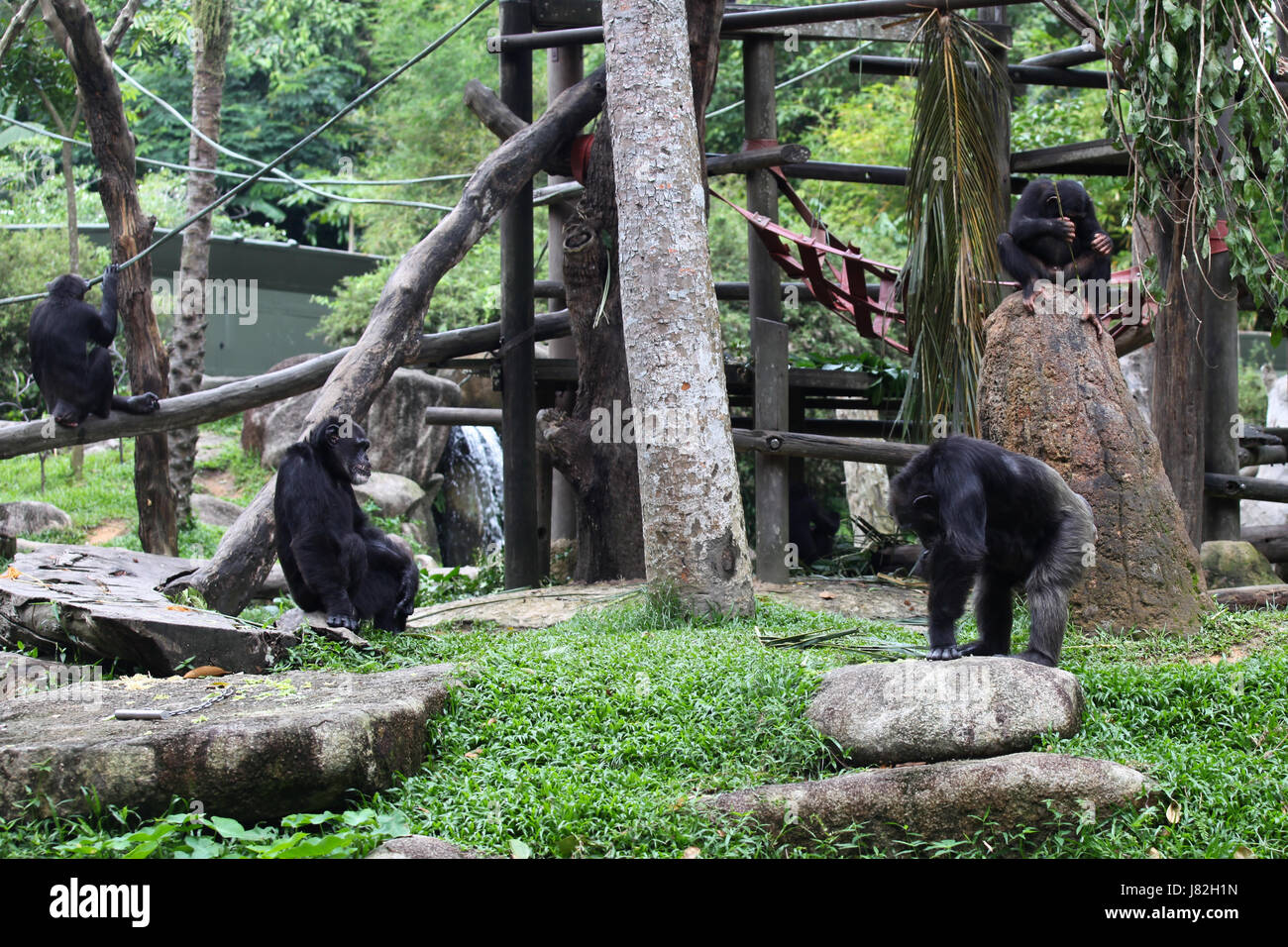 Monkeys are busy with their chores, Singapore, Southeast Asia Stock ...