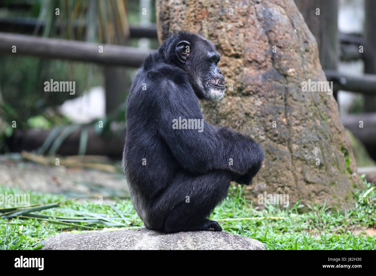 Monkeys are busy with their chores, Singapore, Southeast Asia Stock ...