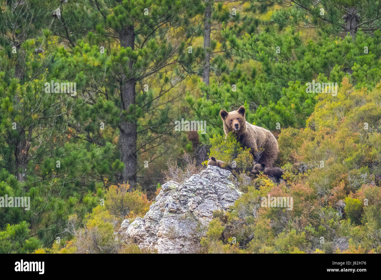Cantabrian brown bear hi-res stock photography and images - Alamy