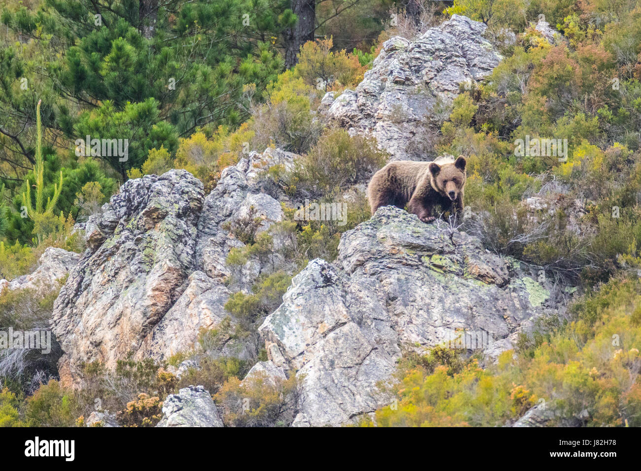 Cantabrian brown bear hi-res stock photography and images - Alamy