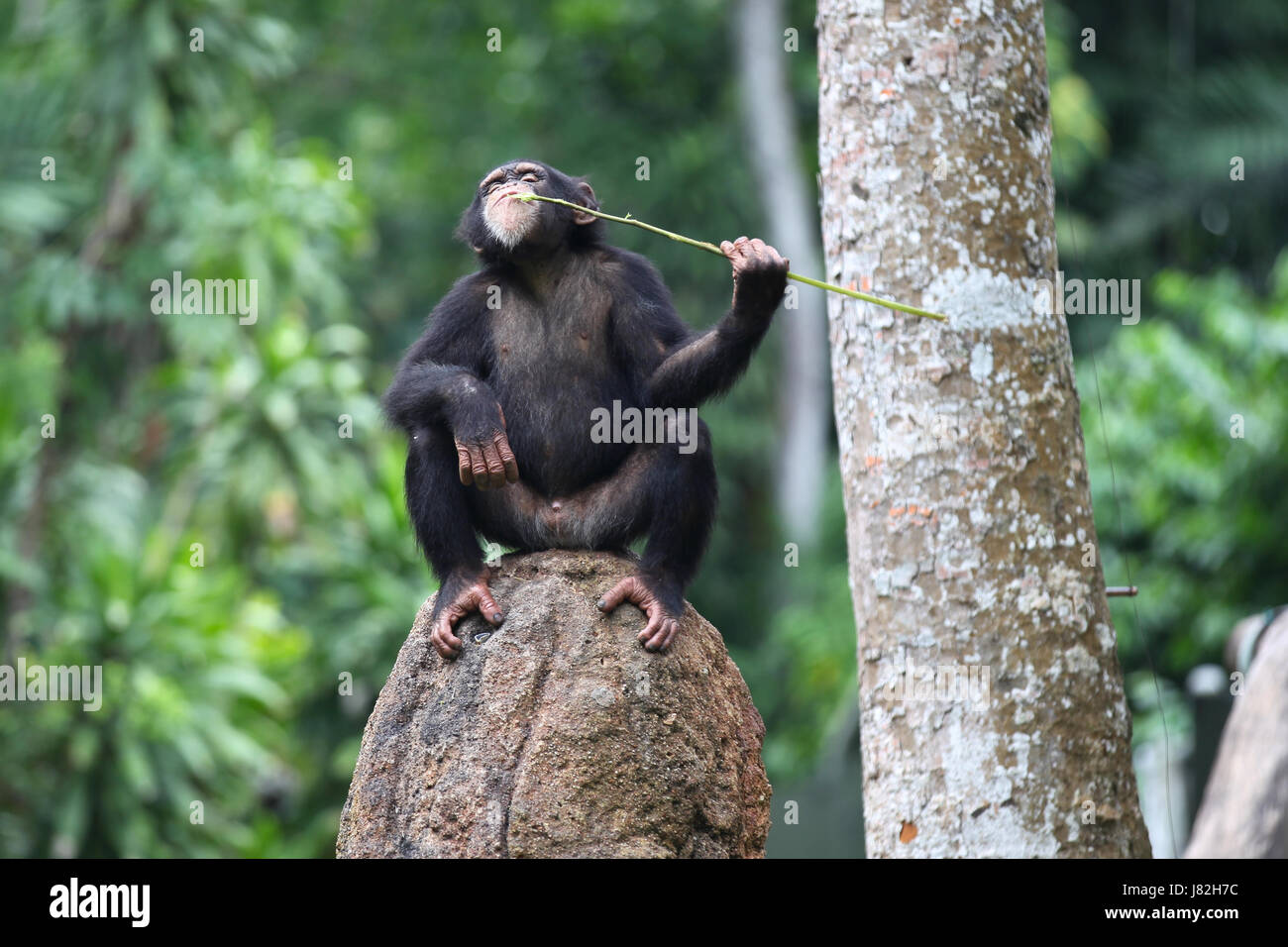 Monkeys are busy with their chores, Singapore, Southeast Asia Stock ...