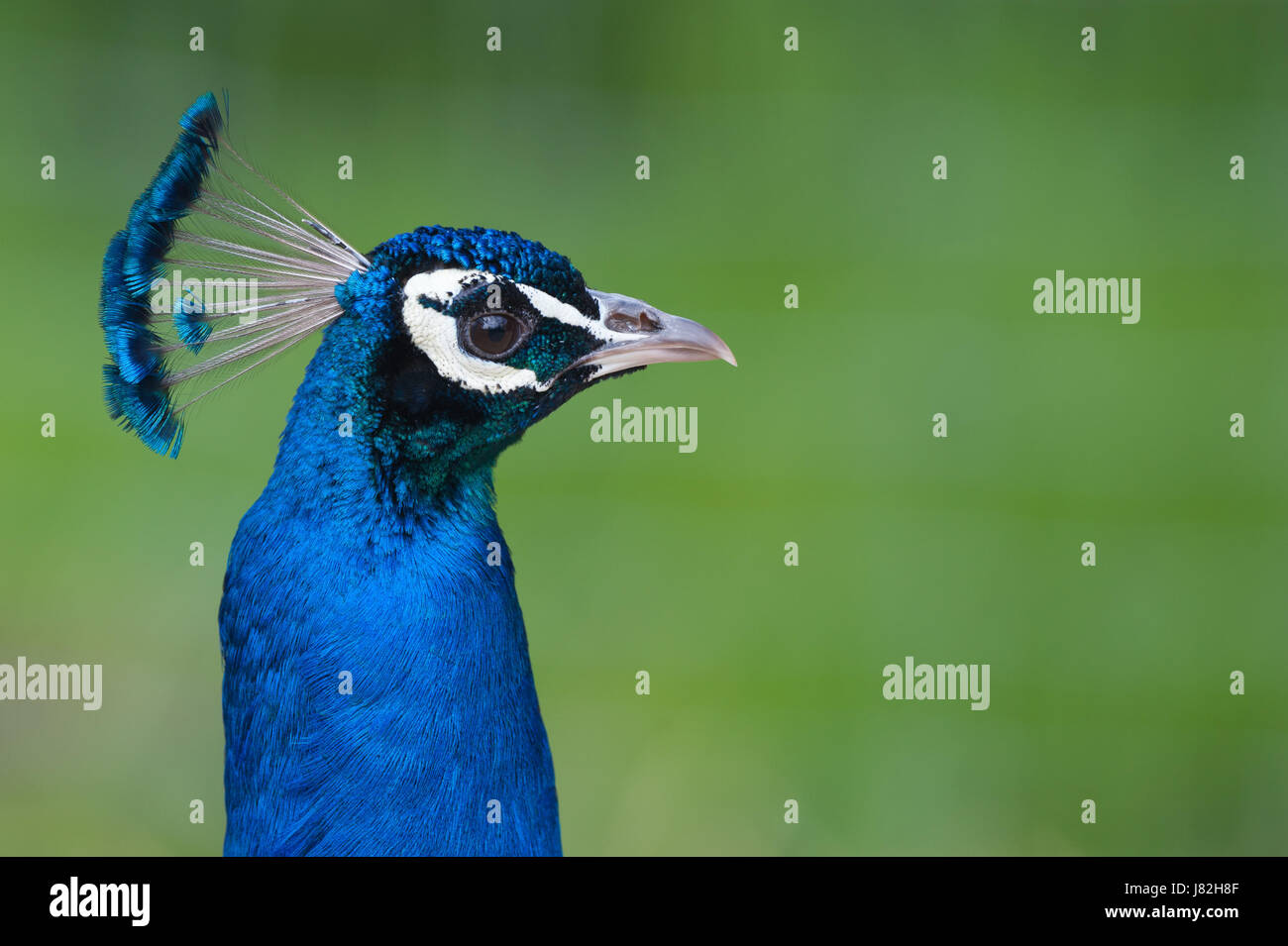 blue bird birds peacock vain iridescence vanity proud pride blue ...