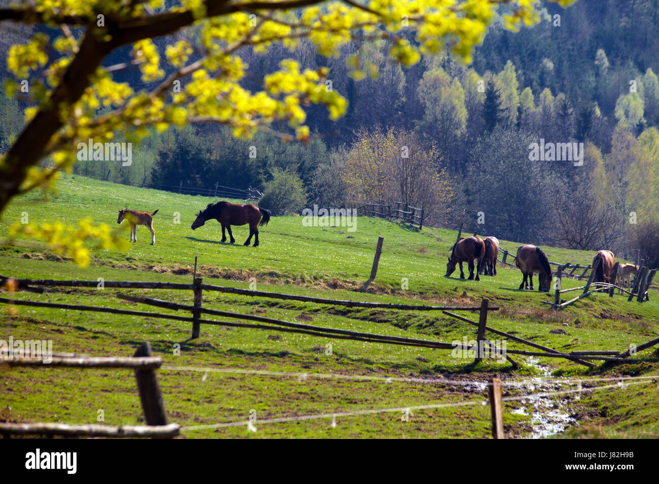 horse animal bloom blossom flourish flourishing spring wildlife ...