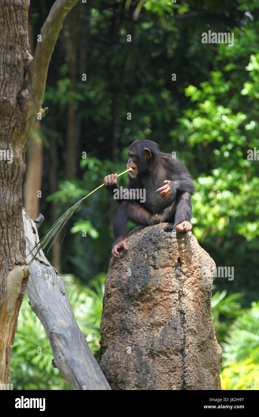 Monkeys are busy with their chores, Singapore, Southeast Asia Stock ...