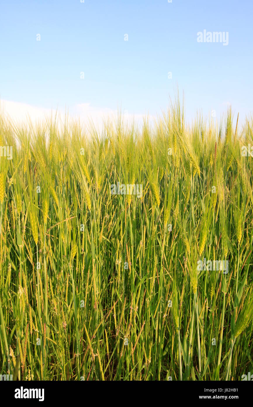cornfield in closeup Stock Photo - Alamy