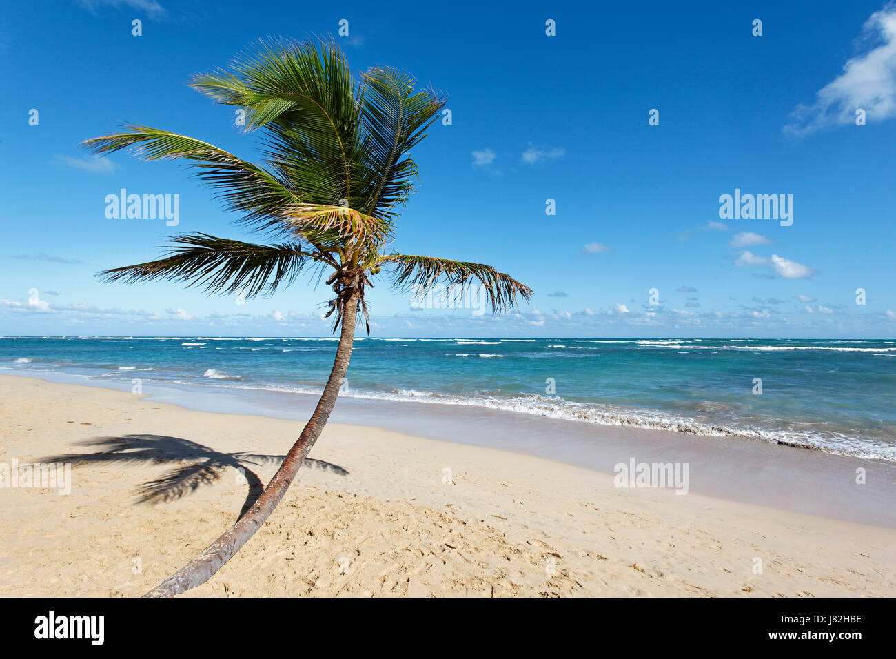 tree beach seaside the beach seashore island palm caribbean salt water ...