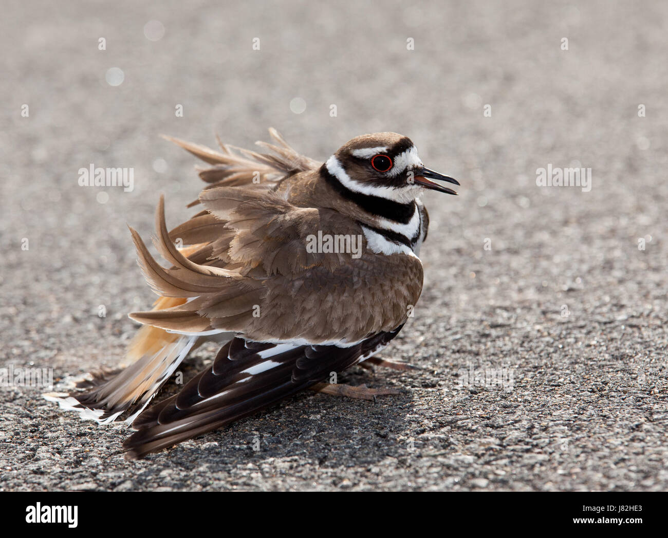 indicate show bird wing plumage plover feather display macro close-up ...