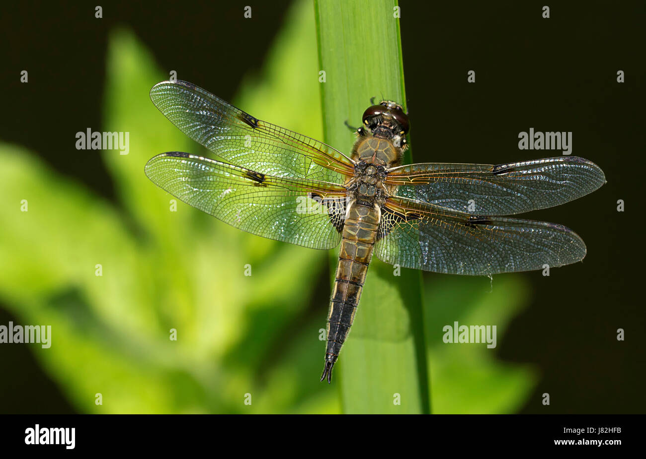 dragonfly libelle grosslibelle segellibelle vierfleck libellula ...