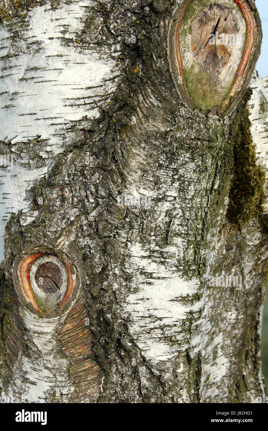 tree trunk deciduous tree bark details birch design shaping formation ...