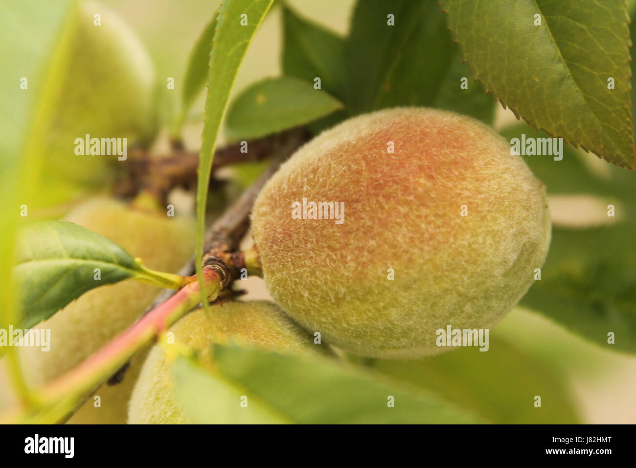 Close up of a peach fruit Stock Photo - Alamy