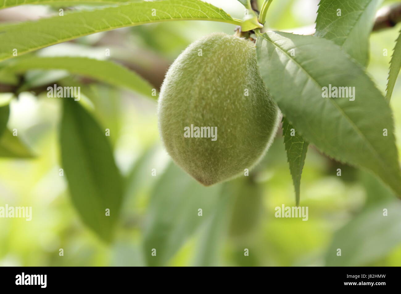 Close up of a peach fruit Stock Photo - Alamy