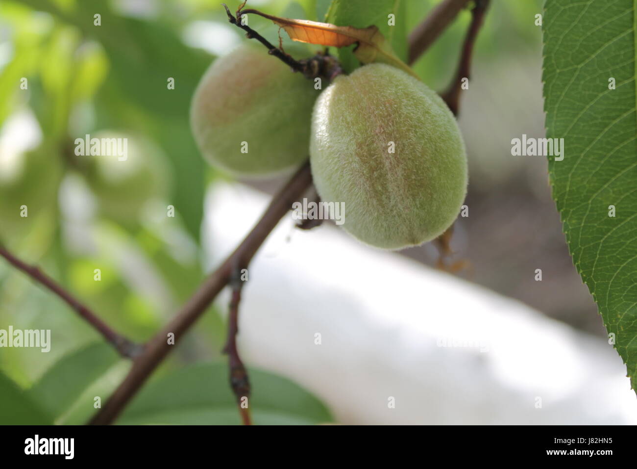 Peach detail hi-res stock photography and images - Alamy