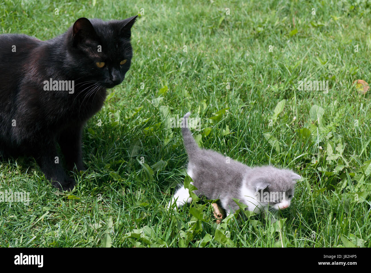 New born black baby hi-res stock photography and images - Alamy