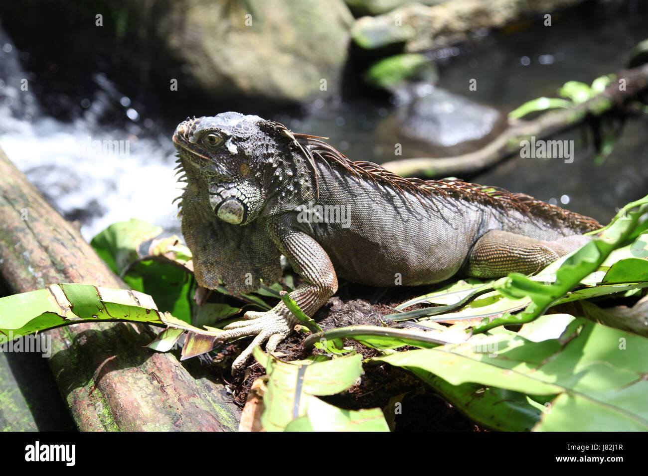 Large green lizard iguana, Singapore, Southeast Asia Stock Photo - Alamy