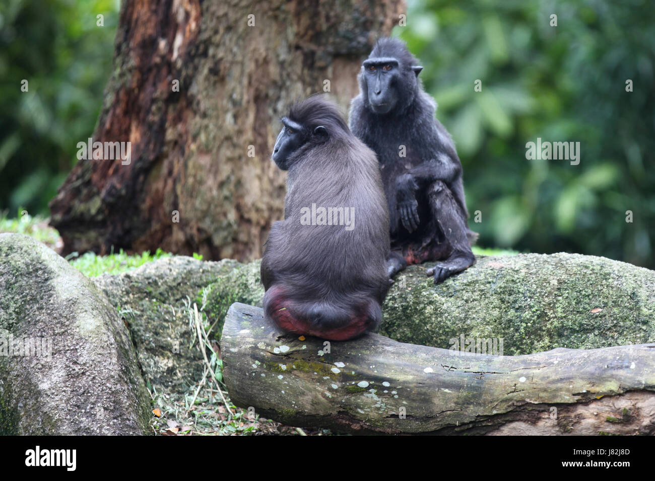 Monkeys are busy with their chores, Singapore, Southeast Asia Stock ...