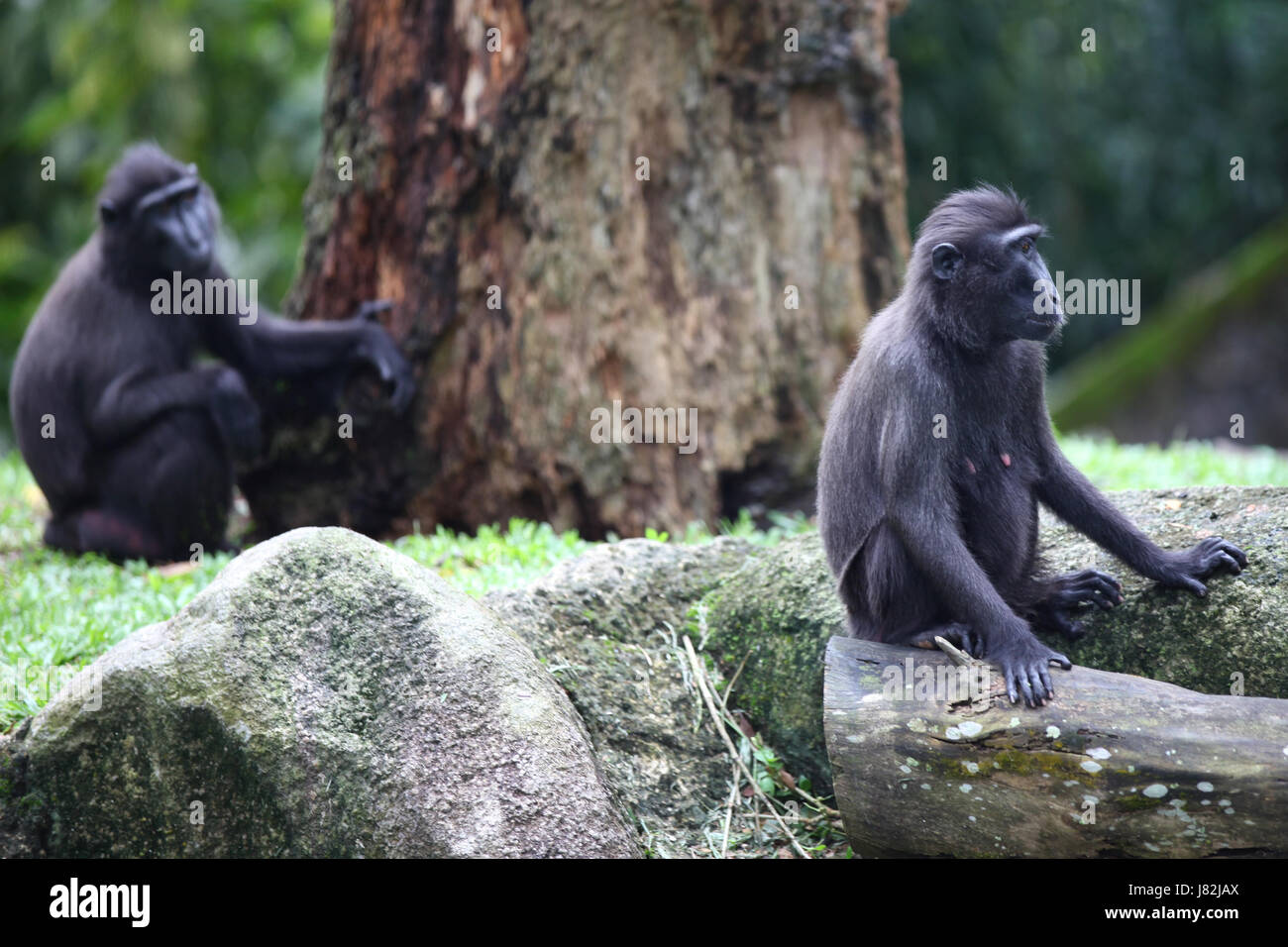 Monkeys are busy with their chores, Singapore, Southeast Asia Stock ...