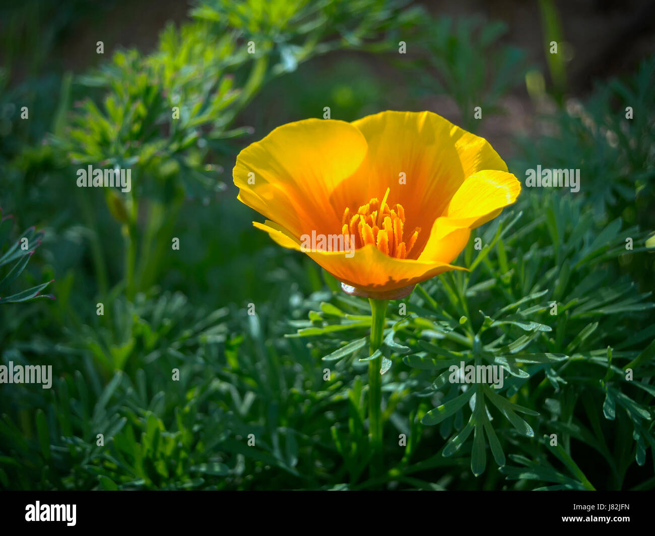 Image of a California growing in the wild at a local Norther California ...