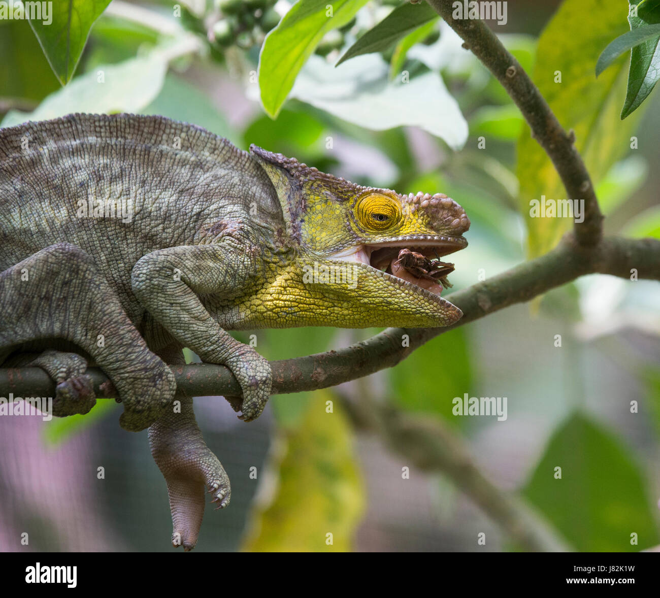 Chameleon eating insect. Close-up. Madagascar Stock Photo - Alamy