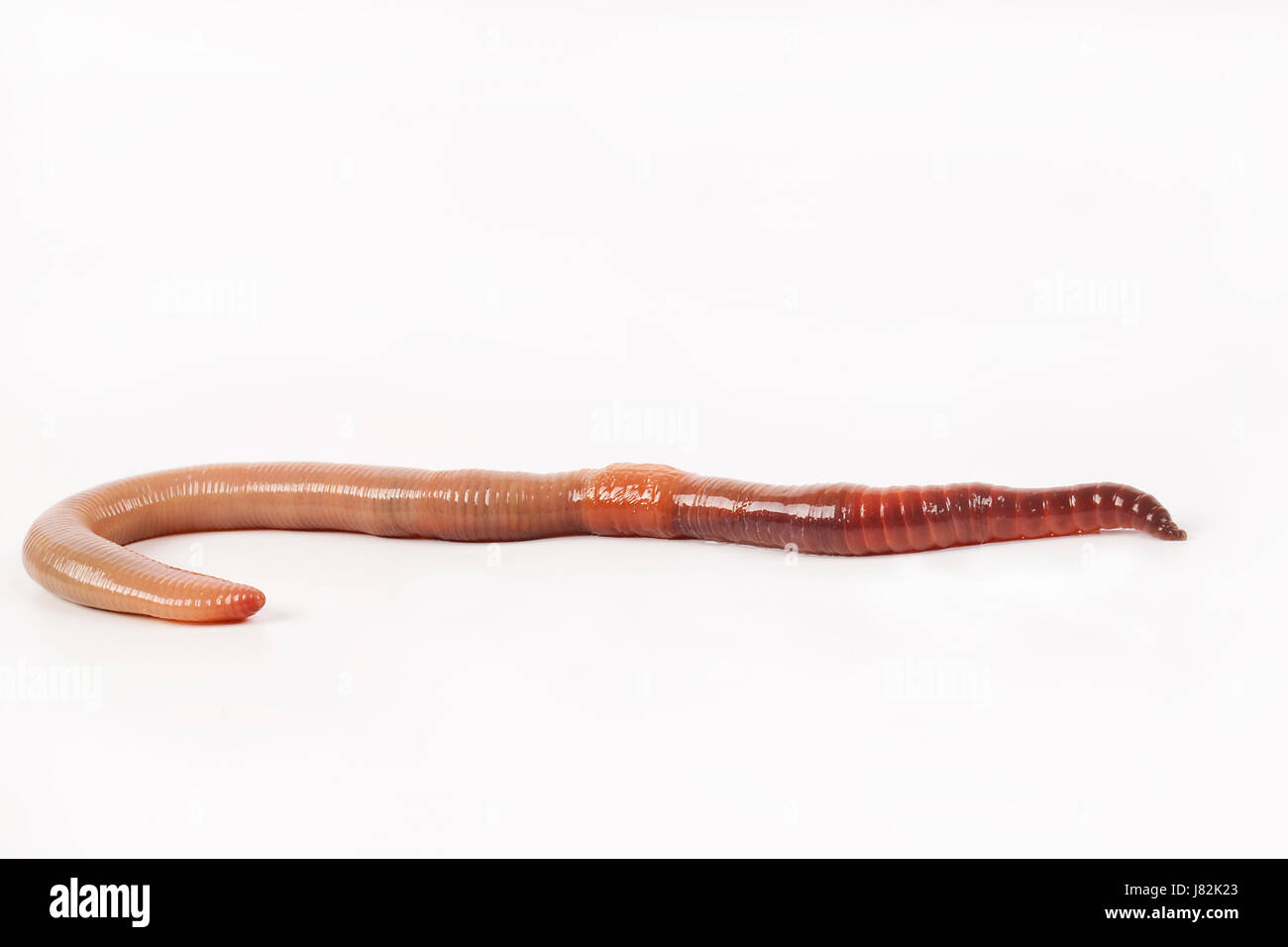 spineless earthworm worm isolated animal studio angle fish bait ...