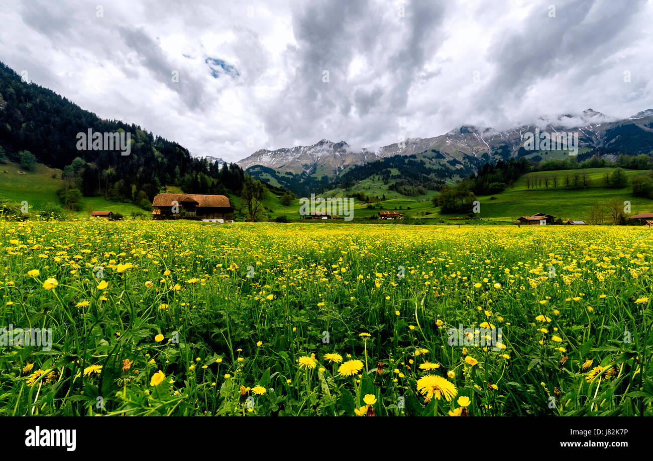 A field of yellow flowers in Switzerland Stock Photo - Alamy