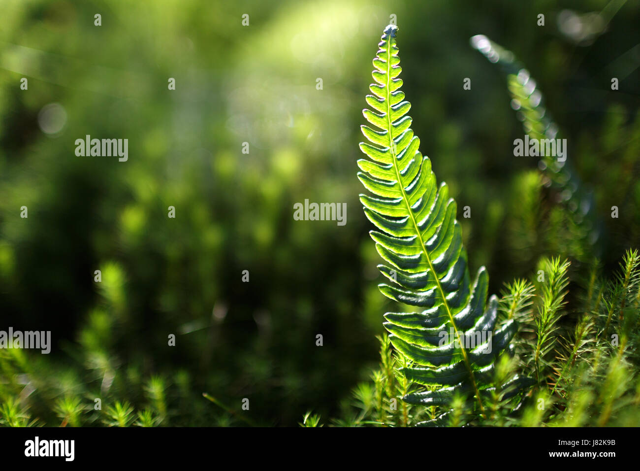 Fern in sunshine near Fairy Pools, Isle of Skye, Scotland, UK Stock ...