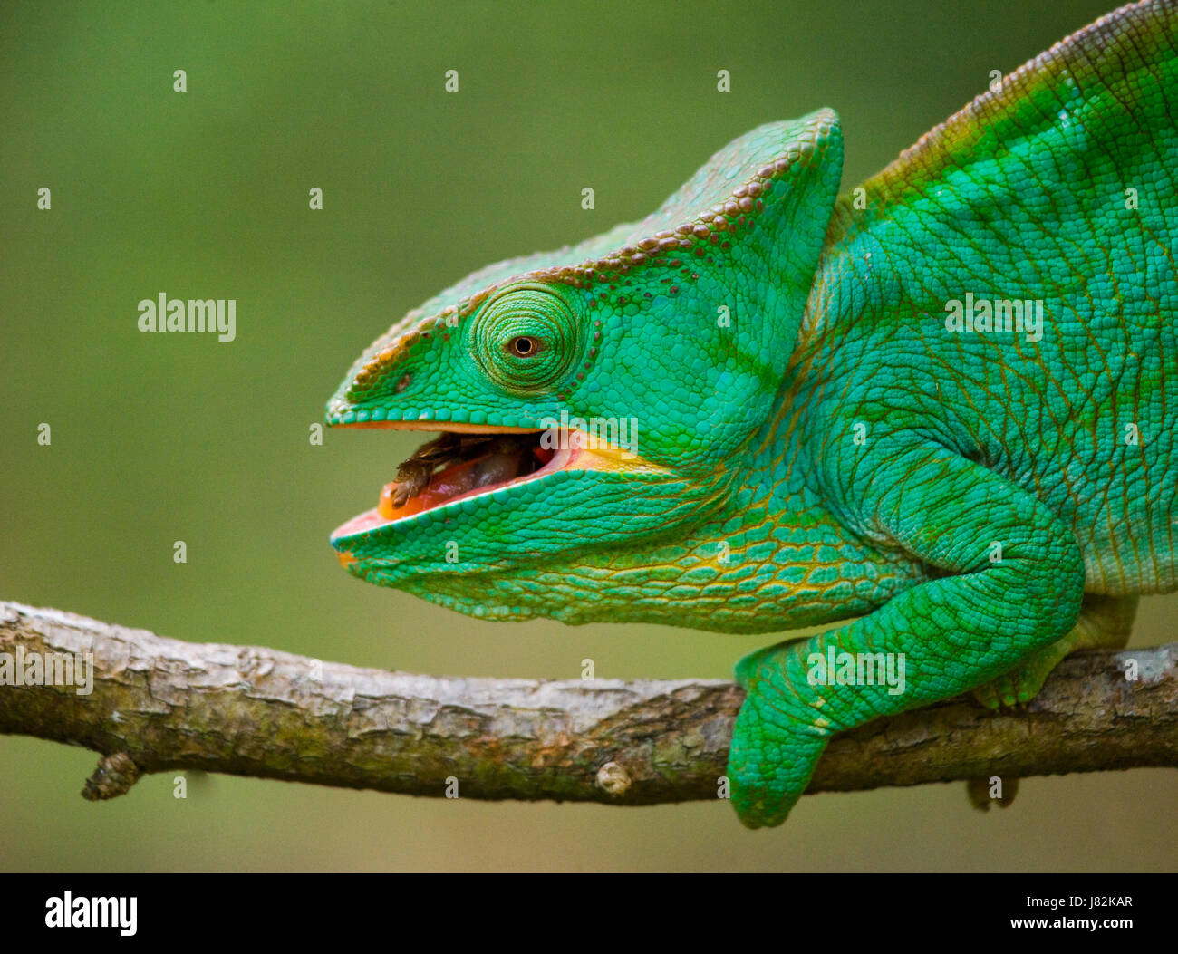 Chameleon is eating insect. Close-up. Madagascar Stock Photo - Alamy