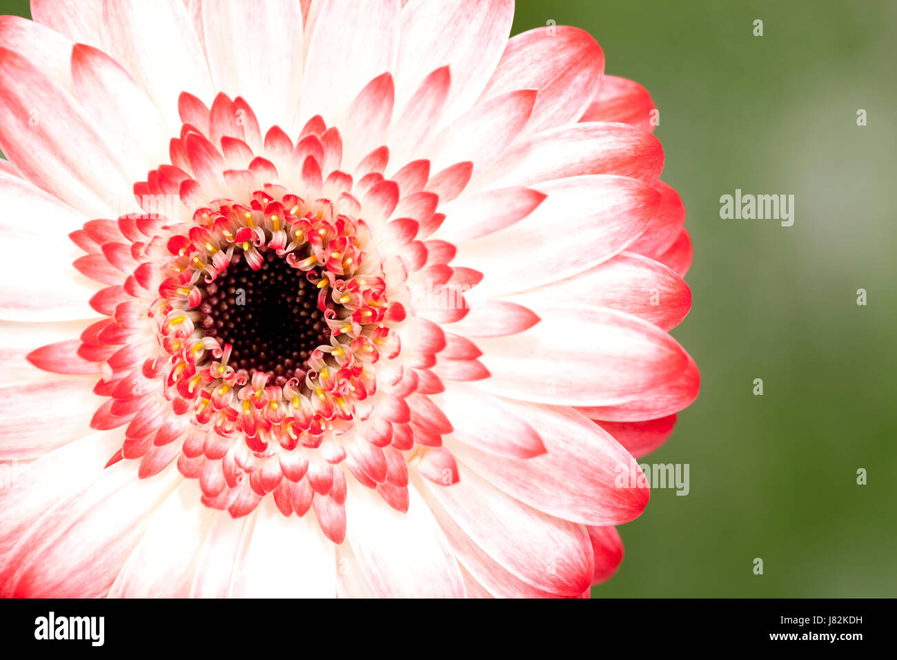 flower plant gerbera lawn green backdrop background red nature macro ...