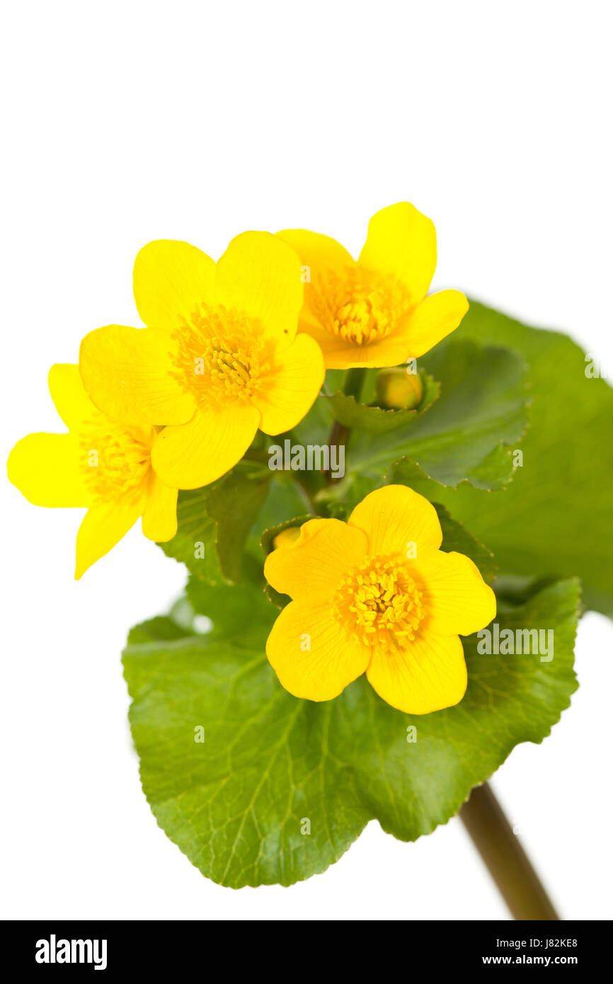 leaf flower plant stalk stem yellow nature leaf macro close-up macro ...