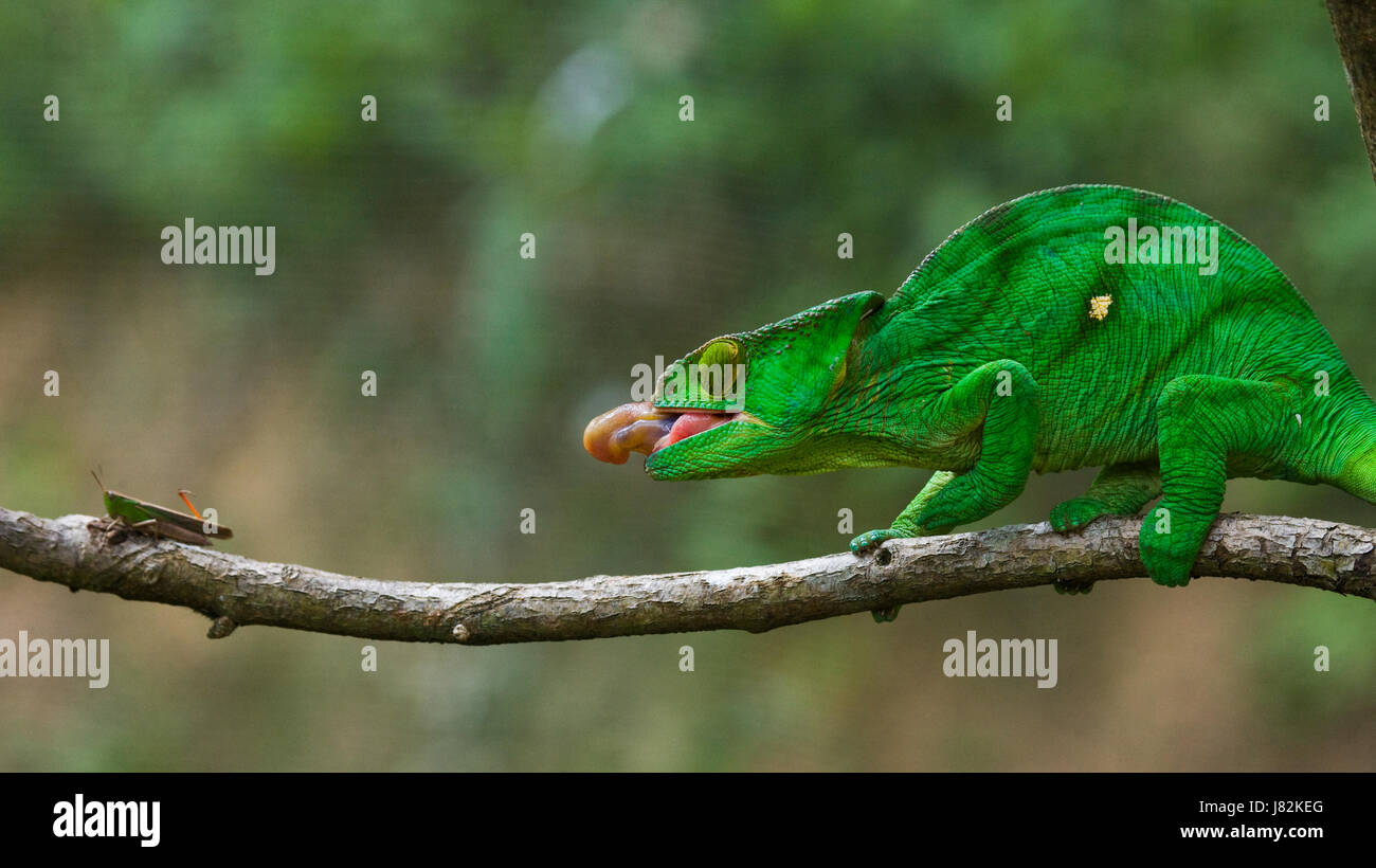 Madagascar insects hi-res stock photography and images - Alamy